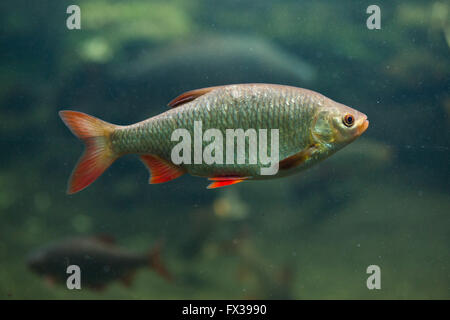Common rudd (Scardinius erythropthalmus) at Budapest Zoo in Budapest ...