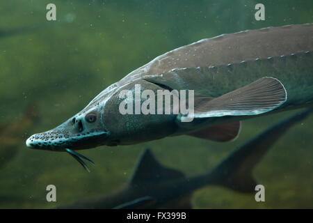 Siberian sturgeon (Acipenser baerii), portrait, side view Stock Photo ...