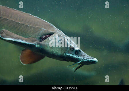 Siberian sturgeon (Acipenser baerii), portrait, side view Stock Photo ...