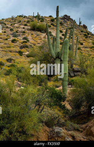 Hidden Treasures in the Arizona Desert Stock Photo - Alamy