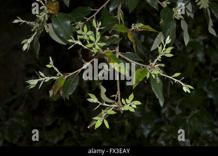 holm oak, evergreen oak (Quercus ilex), evergreen oak, Greece ...