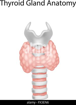 Human thyroid gland, medical chart to study endocrinology, anatomy ...