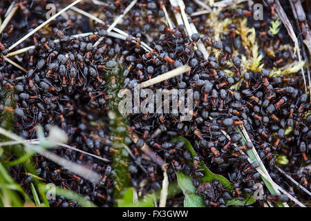 Closeup of a swarming nest of black red ants Stock Photo - Alamy
