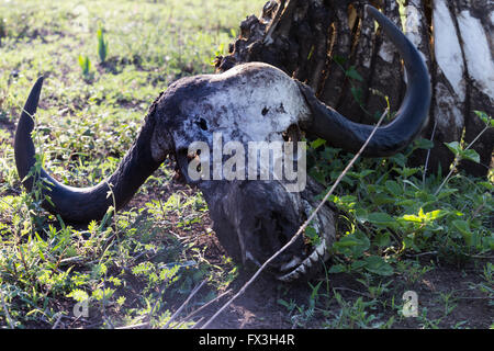 Buffalo carcass in the Kruger Park area of South Africa Stock Photo - Alamy