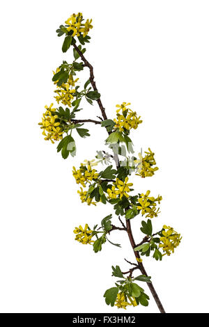 white or yellow currant isolated on white background. Top view with ...