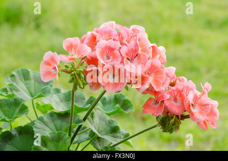 Red bicolor geraniums in the garden. Pelargonia Stock Photo - Alamy