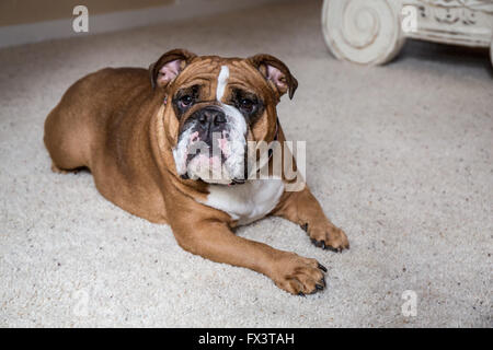 English Bulldog, on a 'down' and 'stay' command, hopeful for a treat ...