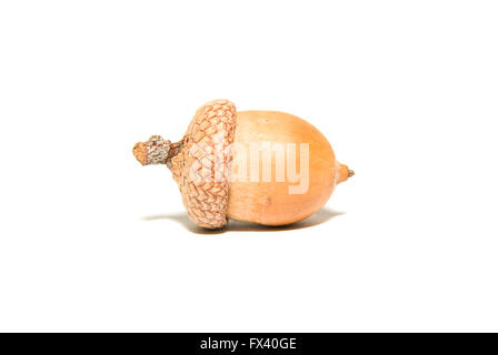 One brown acorn with cap on over white Stock Photo - Alamy