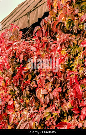 beautiful autumn scene with grape leaves changing colors on the vines ...