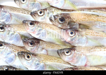 Sailfin sandfish (Arctoscopus japonicus) in Japan Stock Photo - Alamy