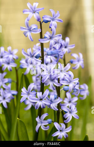 Lilac-violet hyacinth (Hyacinthus orientalis) Silverstone blooms in a ...
