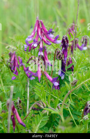 Wooly or Fodder Vetch - Vicia villosa Cyprus Stock Photo - Alamy