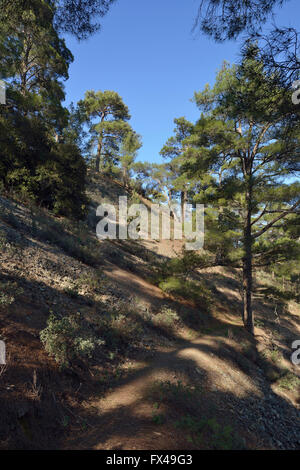 Paphos Forest, Stavros tis Psokas, Cyprus Calabrian Pine Stock Photo ...