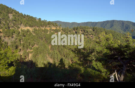 Paphos Forest, Stavros tis Psokas, Cyprus Calabrian Pine Stock Photo ...