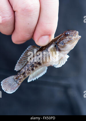 Round goby 01 Stock Photo - Alamy