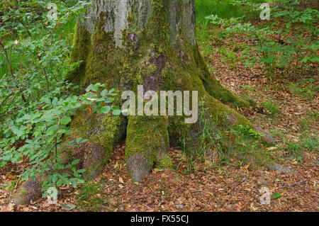 Buche mit alter Wurzel - beech tree andold root Stock Photo - Alamy