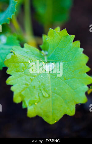 A closeup shot of plants with dew on top Stock Photo - Alamy