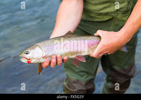 Fly fisherman holding a trophy redside rainbow trout native to the ...