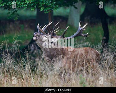 A large Red Deer stag bellowing in the woodland bracken during the ...