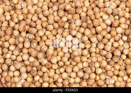 dried coriander seeds isolated on white background Stock Photo - Alamy