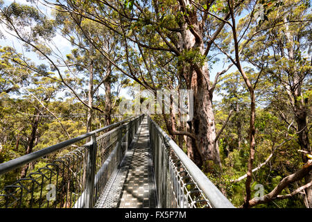 Tingle Trees,Forests,Tingle Tree Top Walk,Southern most tip of ...