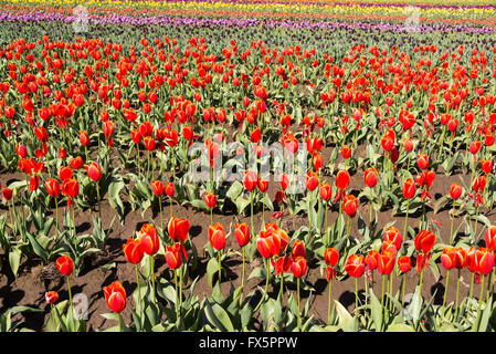 Colored field of flower bulbs in the province of North Holland ...