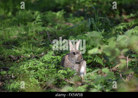 Rabbit hiding in the bushes Stock Photo - Alamy