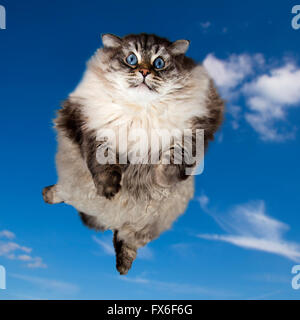 funny cat flying in the sky Stock Photo - Alamy