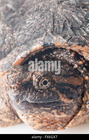 Common Snapping Turtle, Eastern North America, by Dominique Braud ...