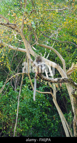 wild makake in tree in thailand Stock Photo - Alamy
