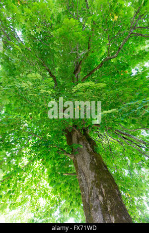 Castanea sp Castanea sp Stock Photo - Alamy