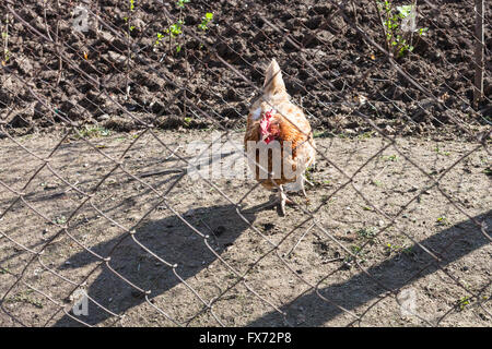 chicken behind fence Stock Photo - Alamy