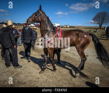 Amish Mud Sale, held every spring in Lancaster, PA. Fund raising for ...