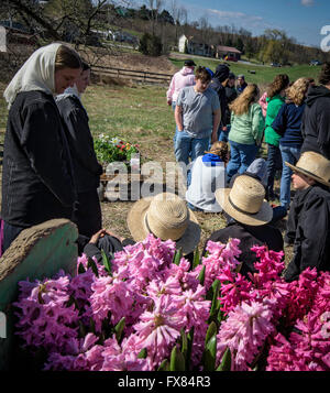 Amish buggies visit a horse auction in Mt Hope Ohio Stock Photo - Alamy