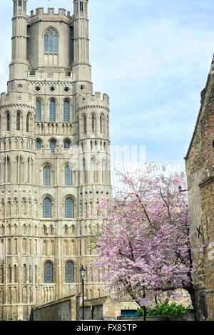 Prunus. Cherry tree in blossom in front of Ely Cathedral ...