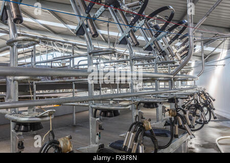 Milking cow stalls on rotary platform in Dairy shed, Mid Canterbury ...