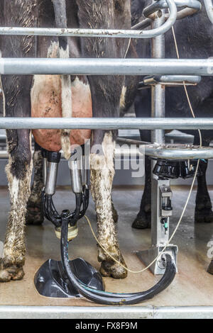 New Zealand Rotary Dairy Shed with Jersey Cows being milked Stock Photo ...