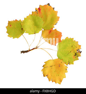 Yellow aspen leaves (Populus tremula) against blue sky in autumn time ...