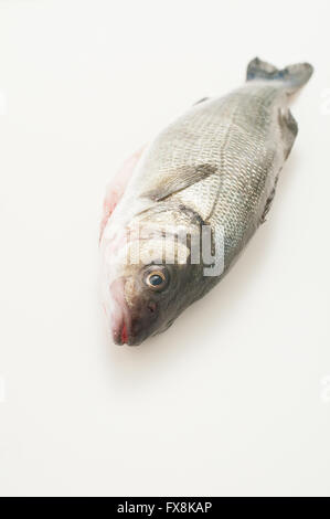 fish already cleaned sea bass ready to be cooked Stock Photo - Alamy