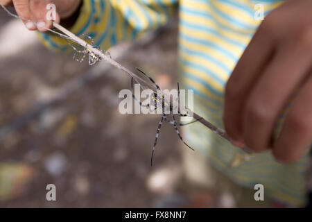 Filipino children participating in a game of spider fighting Stock ...