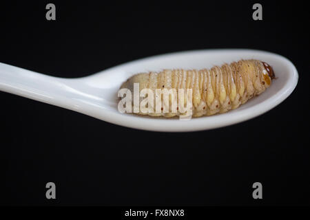 breeding of Dola larvae (Pachnoda butana Stock Photo - Alamy