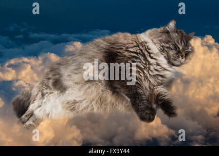 funny cat flying in the sky Stock Photo - Alamy