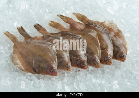 Common dab fishes (Limanda limanda) on ice on display in fish shop ...