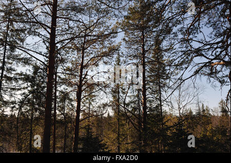 Spring view of taiga forest Stock Photo - Alamy