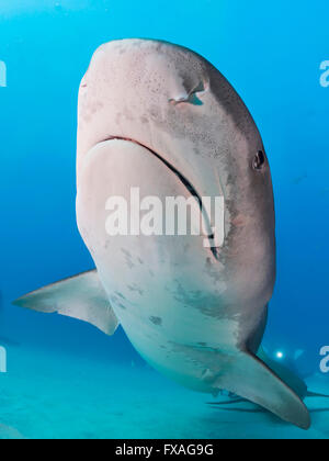 Low angle underwater view of tiger shark swimming over a sandy bottom ...