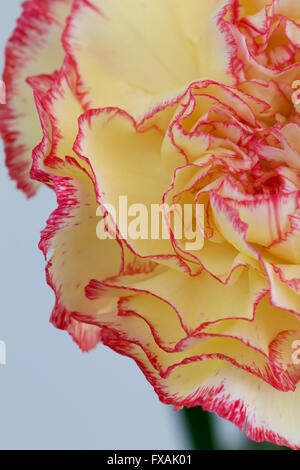 Pink and yellow carnation as a macro view Stock Photo - Alamy