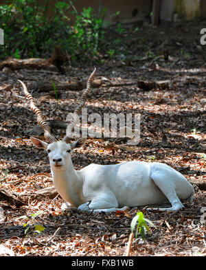 A white black buck (Antelope) spotted at IIT Madras,Chennai,India ...