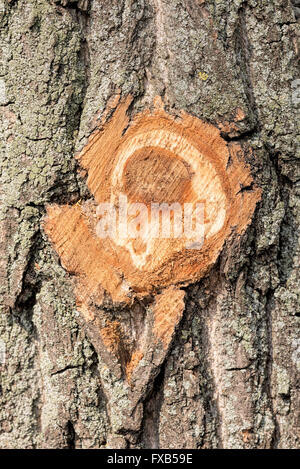 Detail of a branch cut off on a tree trunk. Seasonal rejuvenating and ...
