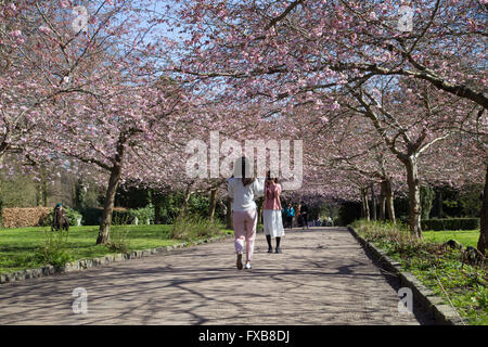 Denmark, Copenhagen, View of blossom cherry trees Stock Photo - Alamy