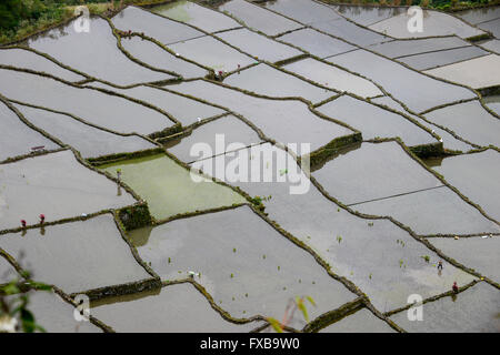 Rice terraces near Bontoc, Mountain Province, North Luzon, Philippines ...